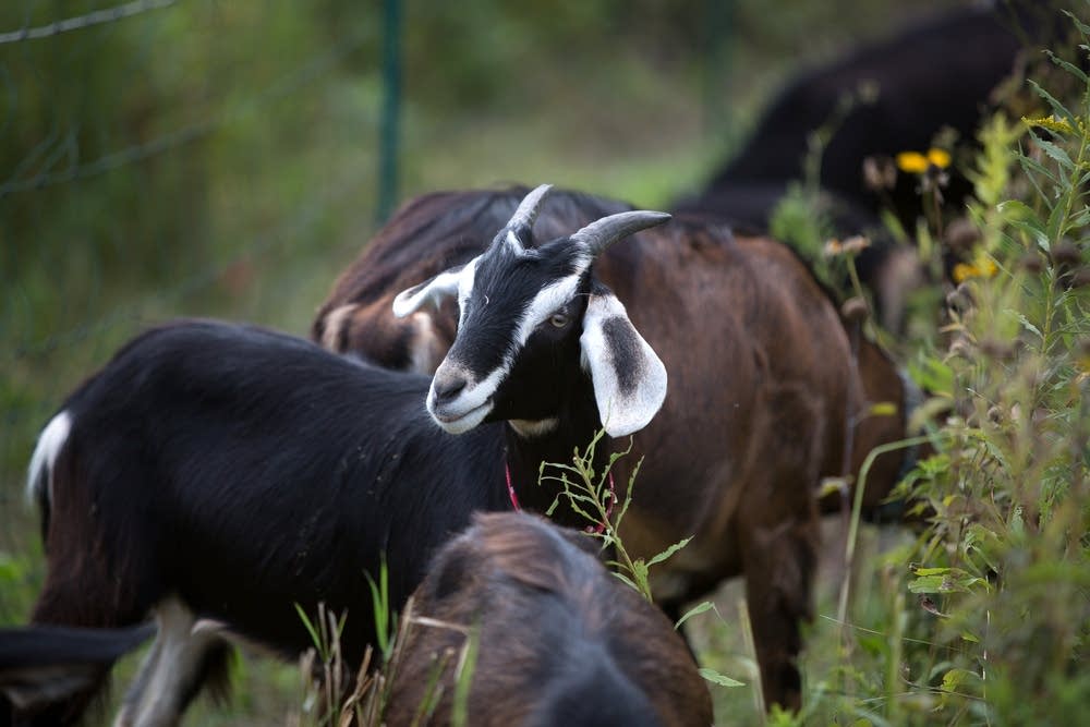 How the goats of Pilot Knob are helping fight invasive species | MPR News