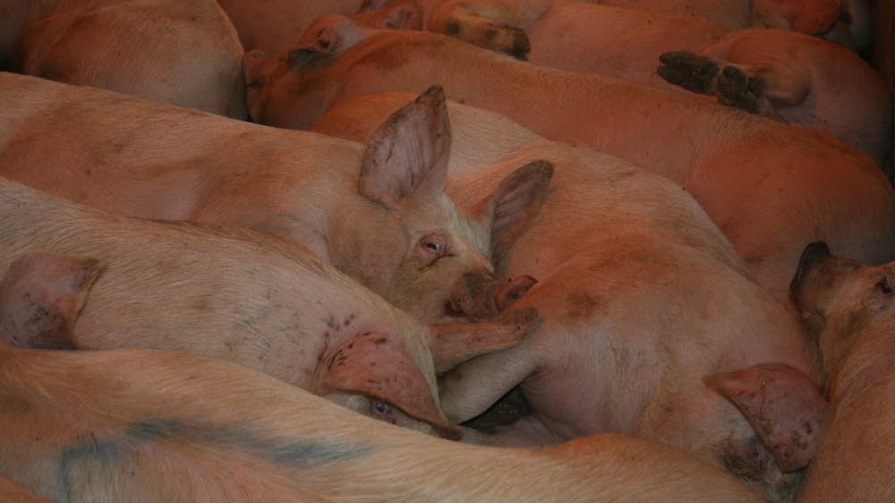 AP Exclusive: Video shows workers abusing pigs | MPR News