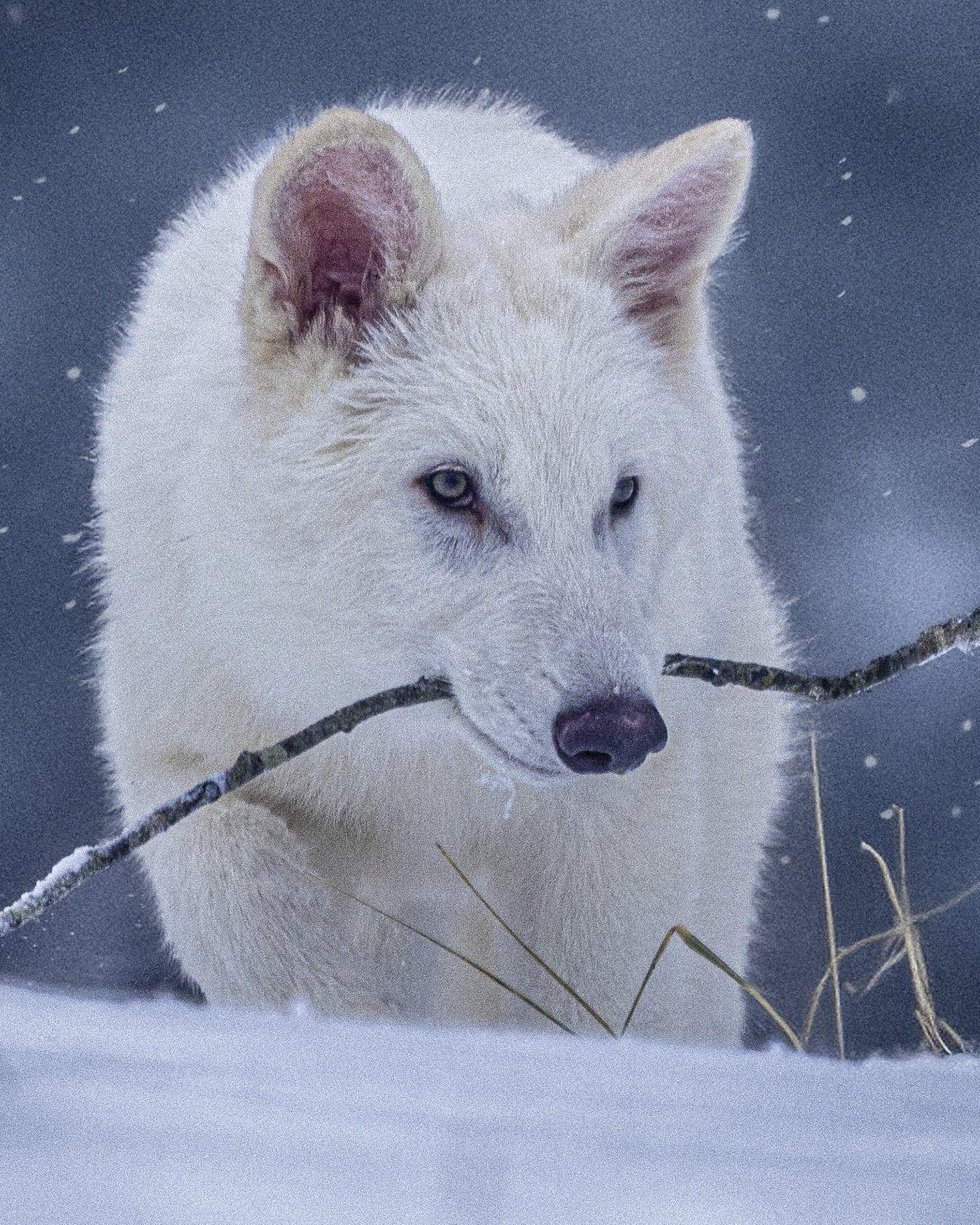 White Wolf Blue Eyes Howling