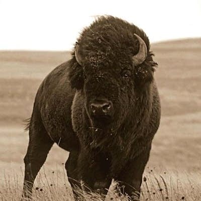 Buffalo Hunt | The Splendid Table