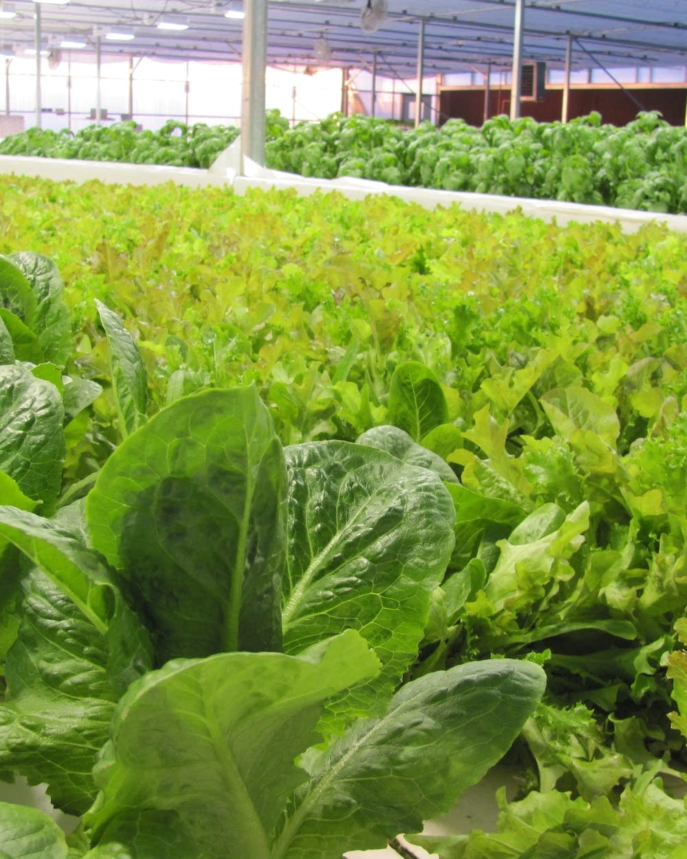 Hydroponic Farming Information Horizontal Vs. Vertical Stacking In