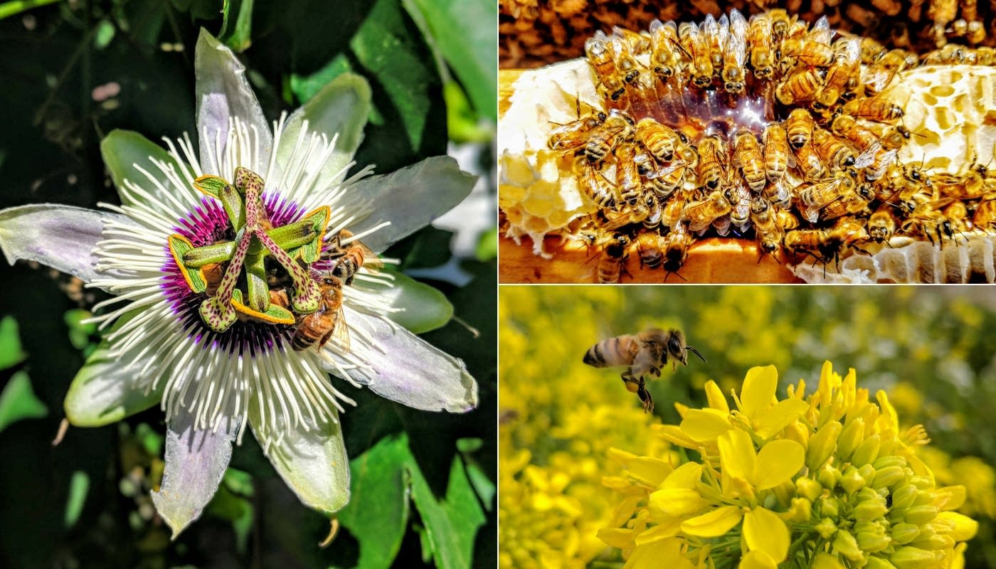 Honey Bee Health: Problems and Solutions | The Splendid Table