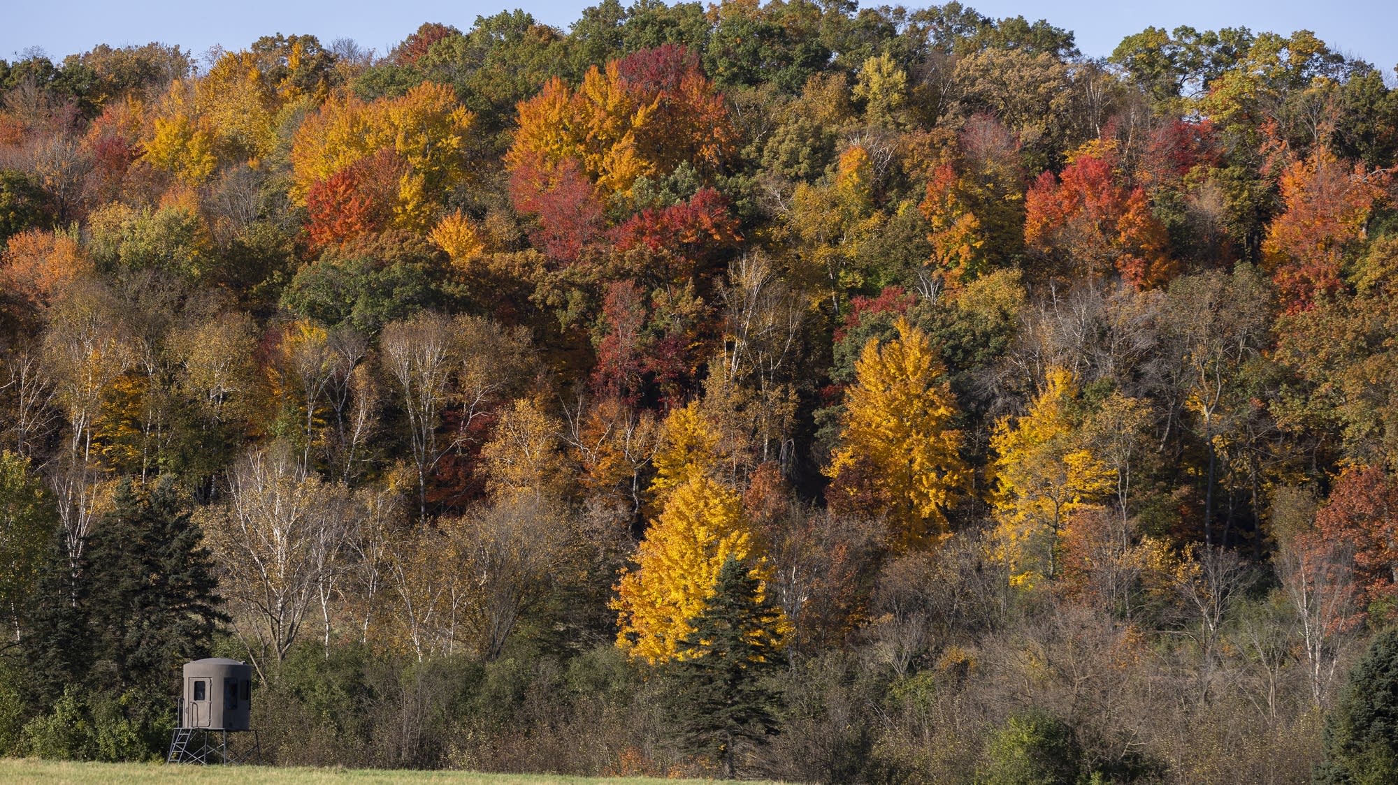 Climate Cast: Want healthy trees? Pay attention to microclimates | MPR News