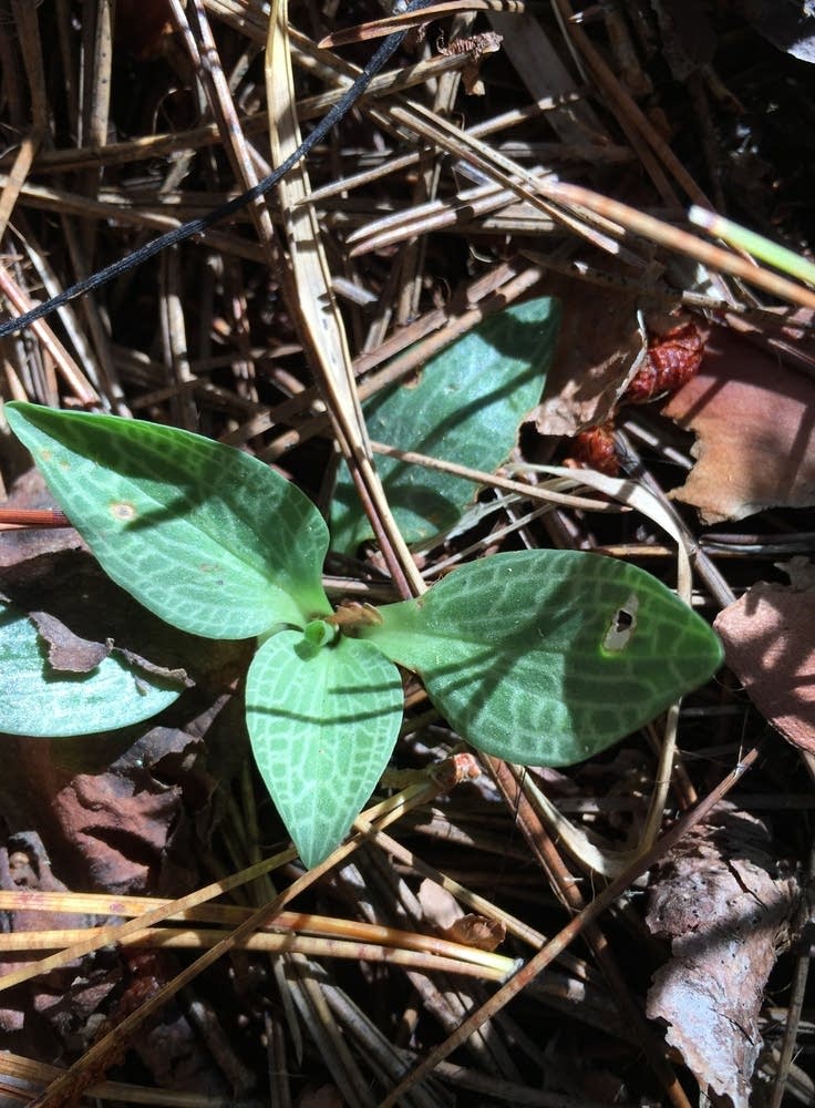 Their mission: save Minnesota's rare orchids before it's too late | MPR ...