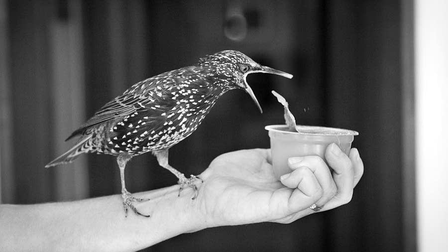 How Do You Bond With Mozart? Adopt A Starling