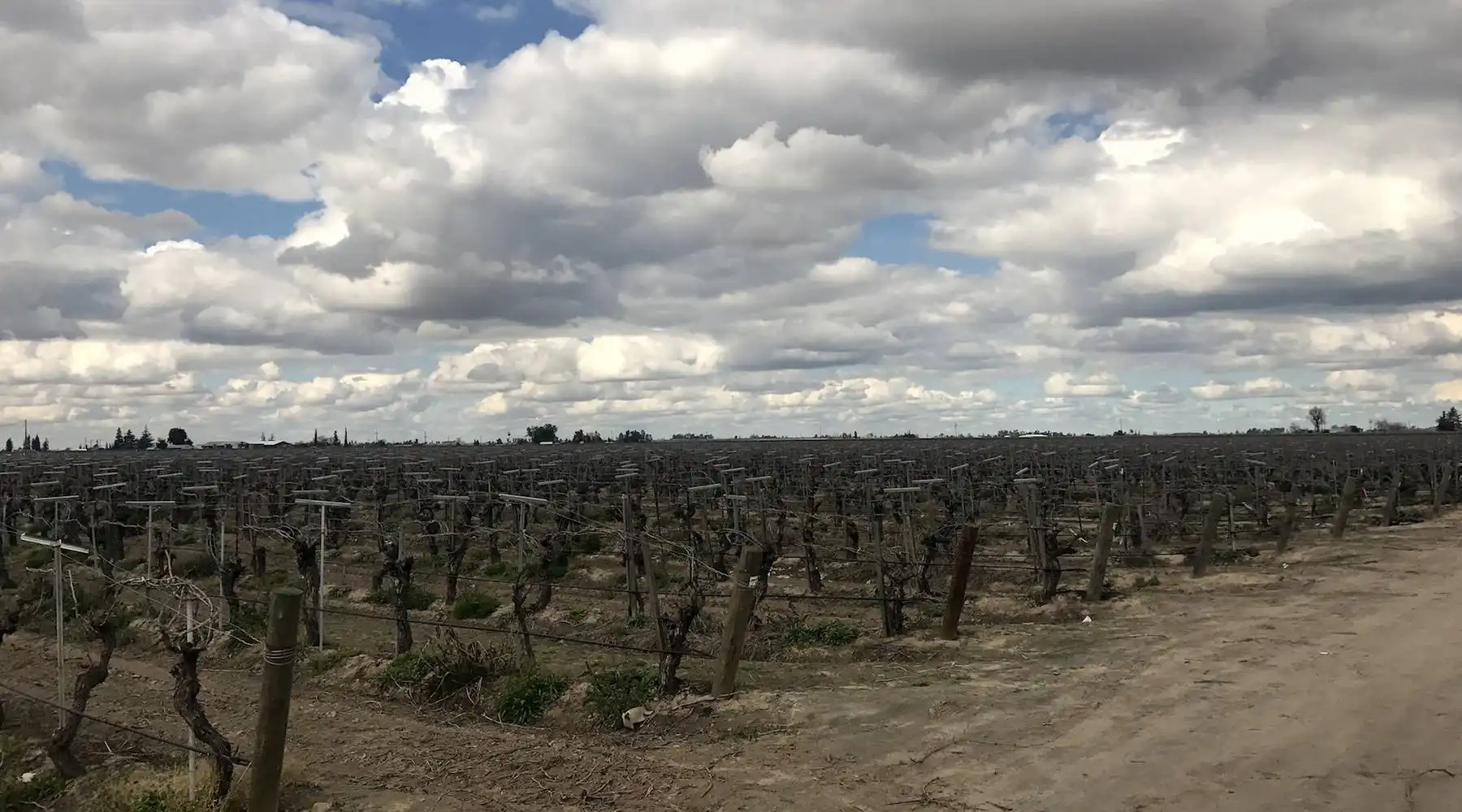 California’s raisin farmers are struggling