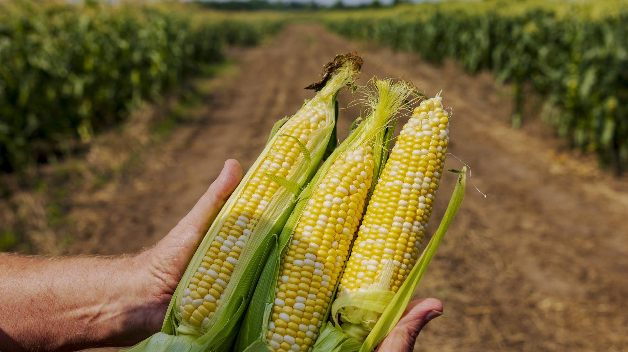 Meet the producer behind the Minnesota State Fair's famous roasted corn ...