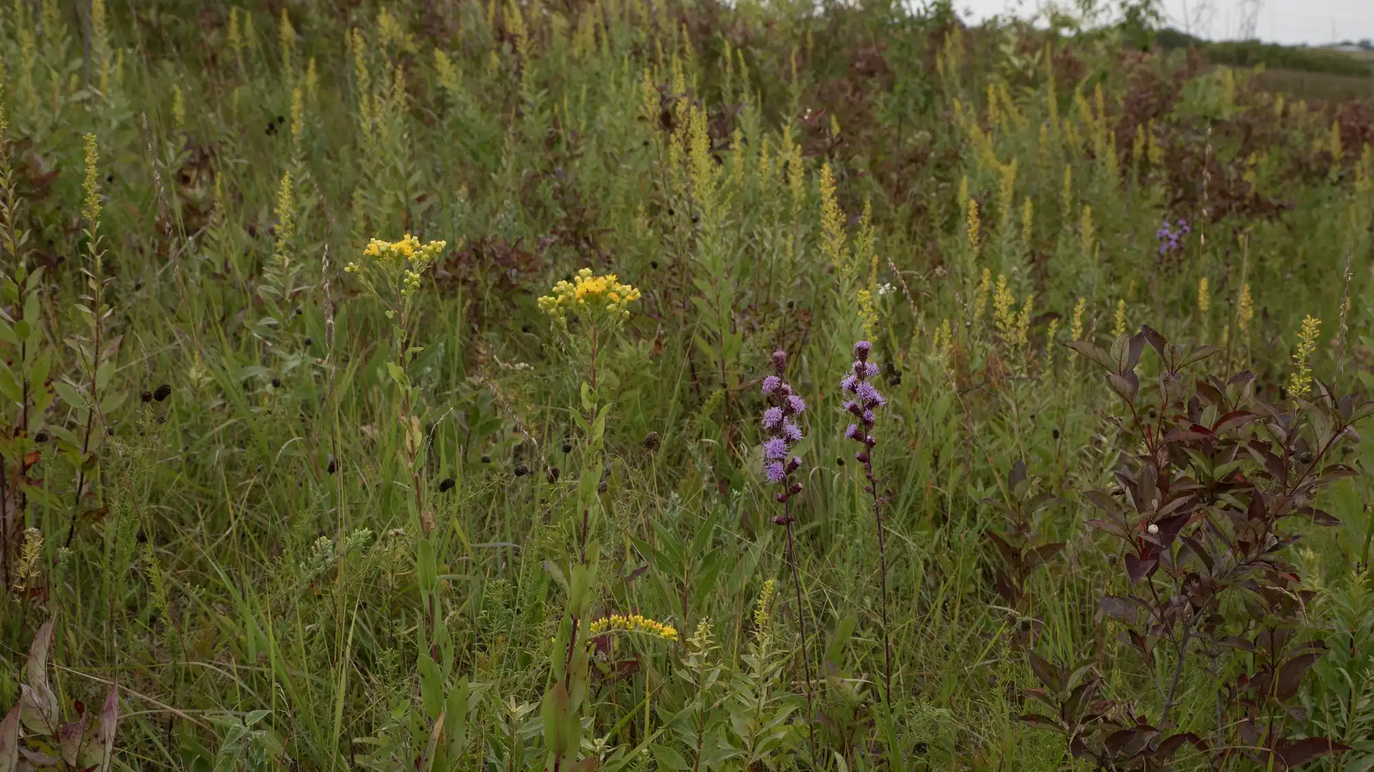 Audio Postcard: Purple and gold pepper a prairie voyage | MPR News