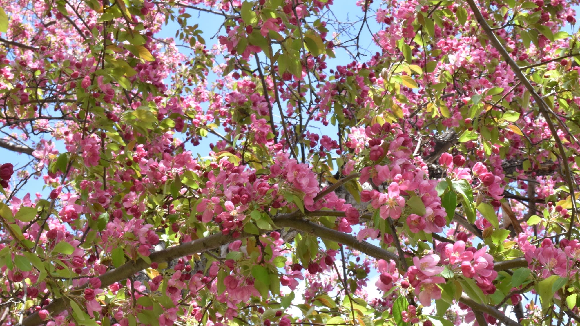 Sunday evening lunar eclipse; Monday looks nice, then rain chances ...