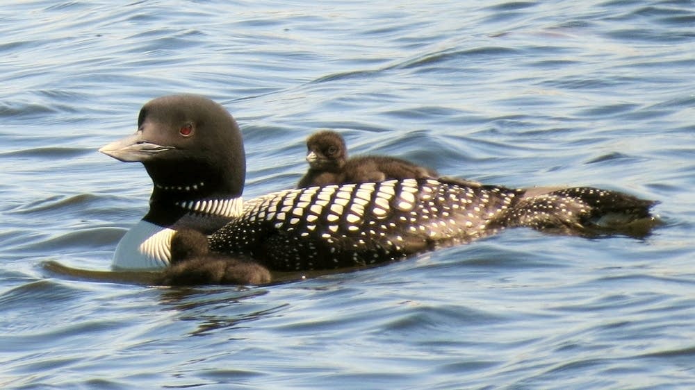 Loon population gets a helping hand in southern Minnesota | MPR News