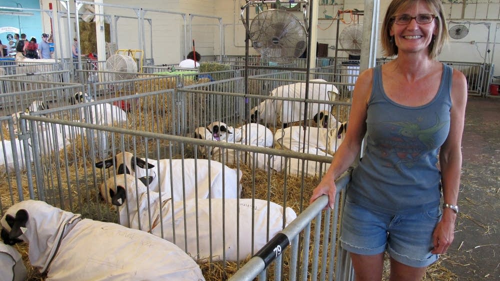 The secret to preparing a sheep for a show | MPR News