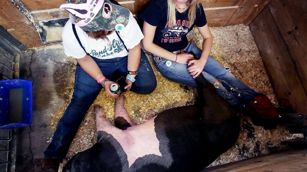 New swine flu strain seen in sick fairgoers | MPR News