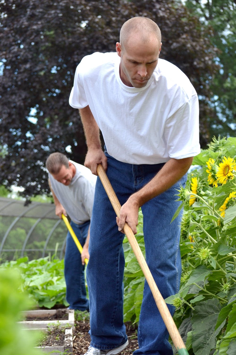 Garden program grows at state prisons | Minnesota Public Radio News