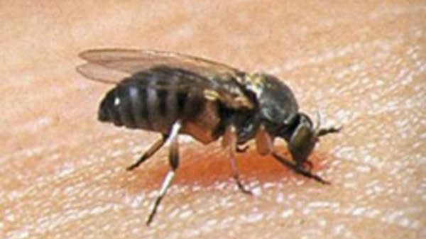 Gnats are awful this spring, but it might get better soon | MPR News